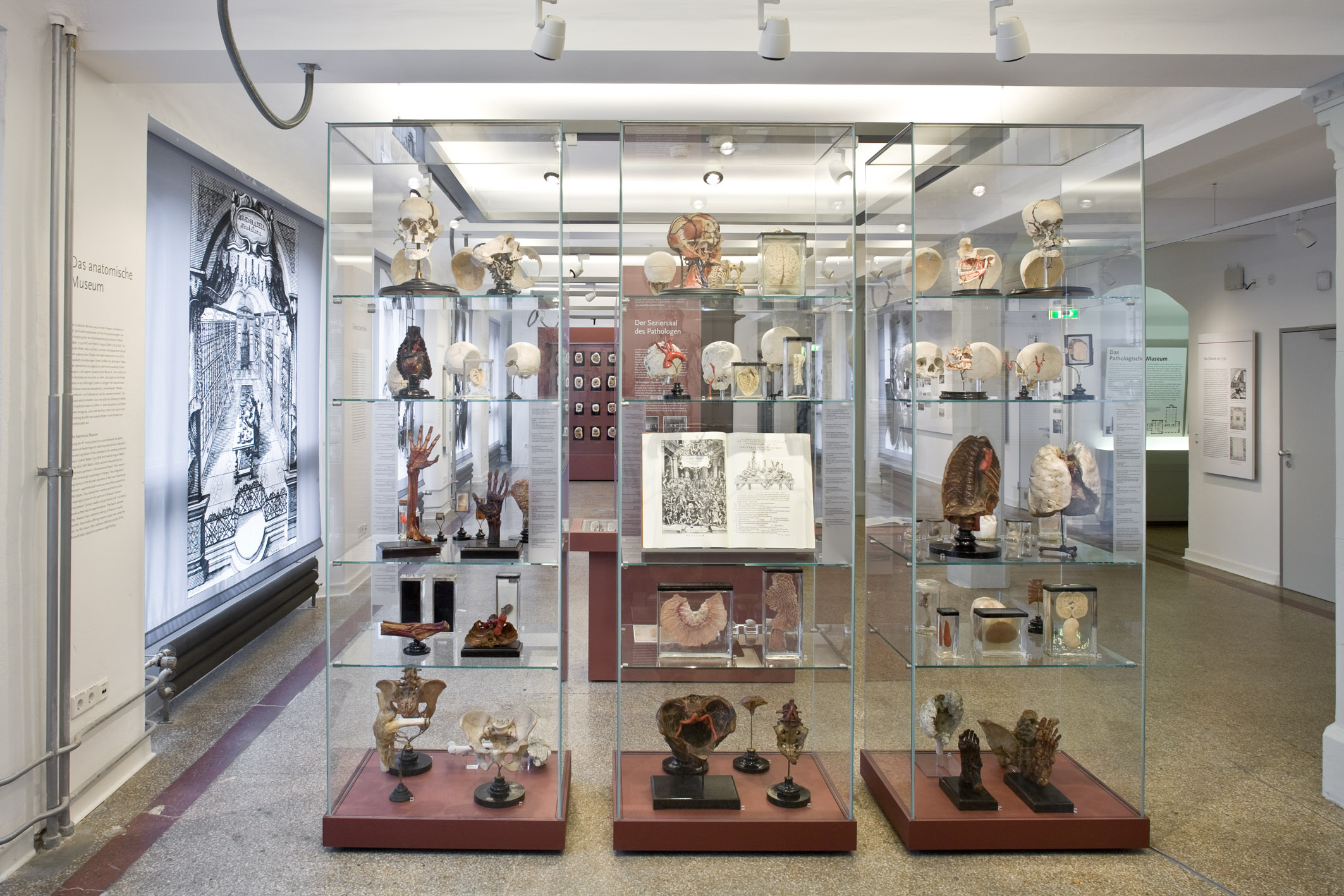 Tracing life | Exhibitions | bmm – Berliner Medizinhistorisches Museum ...